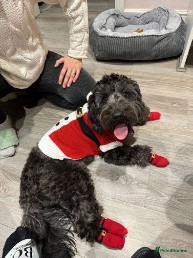 Max 2 Year Old Cockapoo Stud £125 Experienced For Stud In Warrington