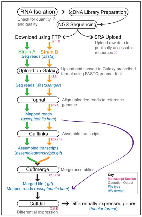 Transcriptomic Analysis Of C Elegans Rna Sequencing Data Through The