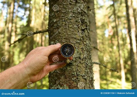 Compass On Tree In The Forest Tourist Compass For Orientation On The