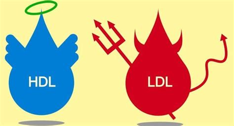 Everything You Need To Know About LDL And HDL Cholesterol TheHealthSite Com