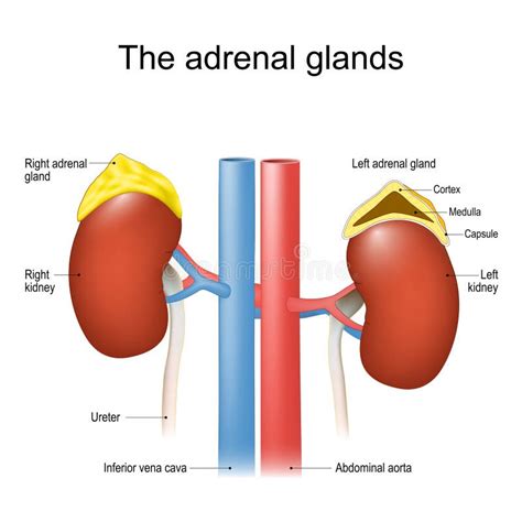Anatomy And Structure Of Adrenal Cortex Anatomy And Structure Of