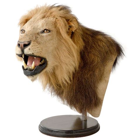 Vintage Taxidermy Male Lion Head For Sale At 1stdibs