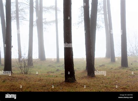 Trees In Fog Stock Photo Alamy