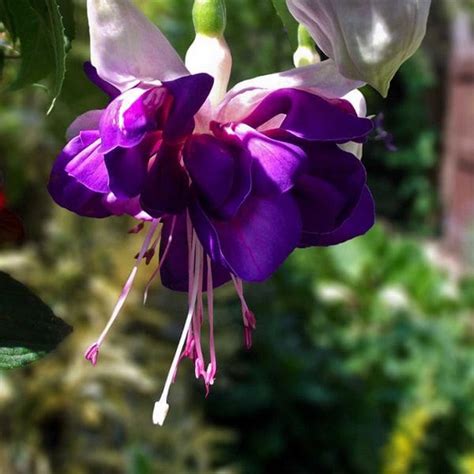 Giant Deep Purple Trailing Fuchsia Pahls Market Apple Valley Mn