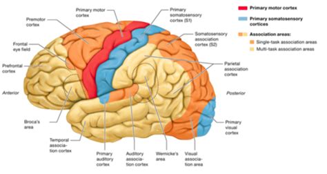 Primary Gustatory Cortex