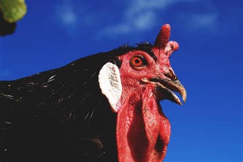 About Red And Black Sex Link Chickens The Hybrid Taking Over Flocks Everywhere