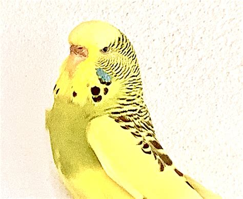 What Sex Is My Budgie Rbudgies