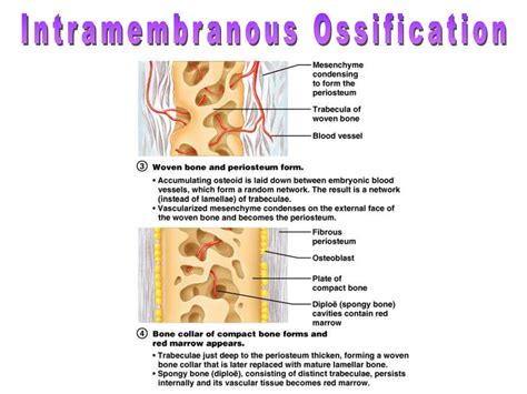 Bones And Skeletal Tissue Ppt Download