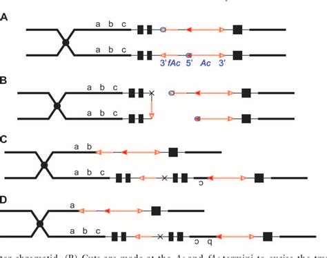 Figure 1 From A Segmental Deletion Series Generated By Sister Chromatid Transposition Of Ac