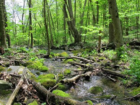 Nonpoint Source Forestry Polluted Runoff Nonpoint Source Nps