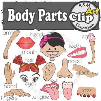 Body Parts Clip Art By Km Classroom Tpt