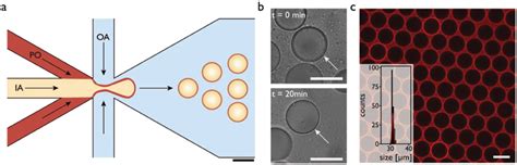 A Schematic Representation Of The Production Of Double Emulsions Using Download Scientific