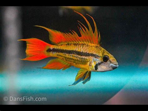 Apistogramma Species