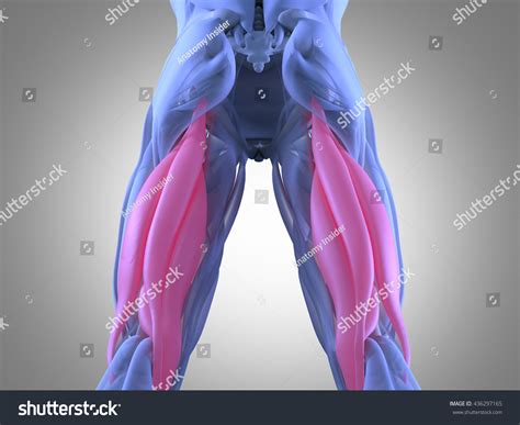 Hamstring Muscle Group Human Anatomy Muscle Stock Illustration Shutterstock
