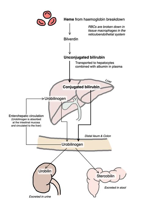 0312 Gigs Jaundice — Quack Quack Med