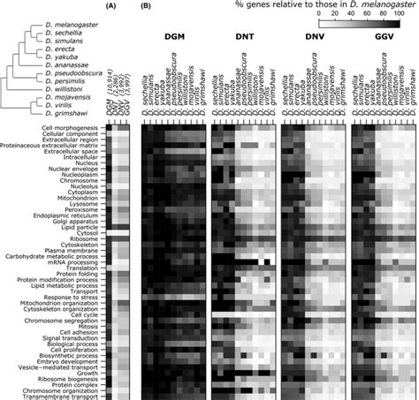 Gene Ontology Go Annotations For Genes Detected By Different Download Scientific Diagram