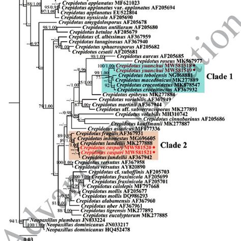 Maximum Likelihood Tree Based On The Combined Its Nlsu Dataset