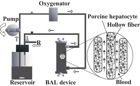 Schematic Representation Of The Bioartificial Liver Bal Device And Download Scientific
