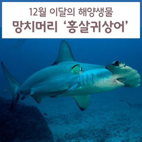 12월 이달의 해양생물 홍살귀상어 네이버 블로그