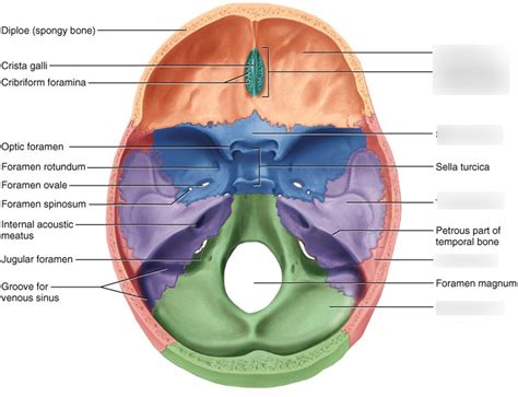 Basilar Skull Diagram Quizlet