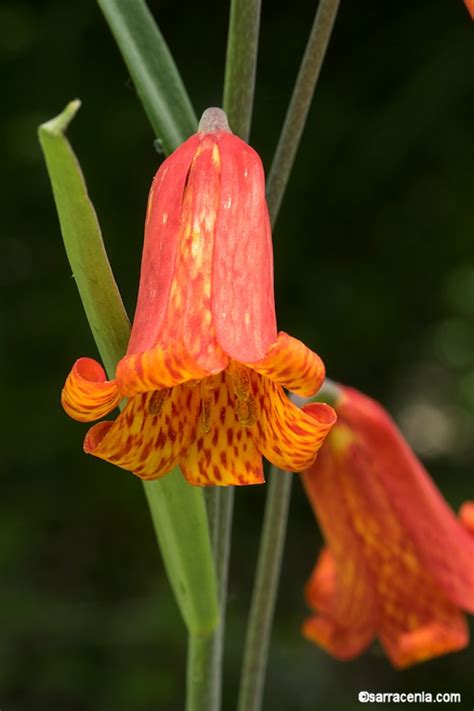 Scarlet Fritillary Photos Page 1