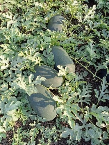 All Javat At Rs 400 Piece Chemical Fertilizer Granules In Jambusar Id 2849753025773