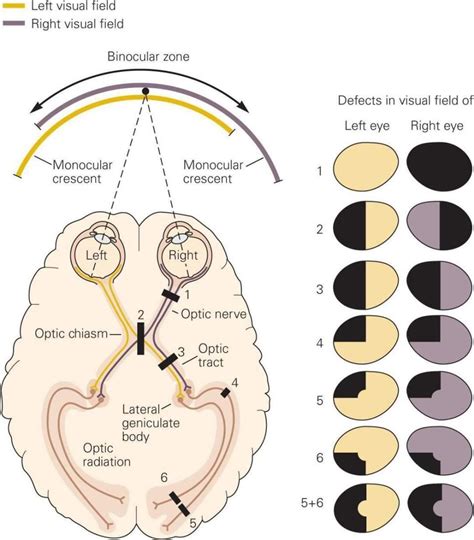 The Constructive Nature Of Visual Processing Visual Processing