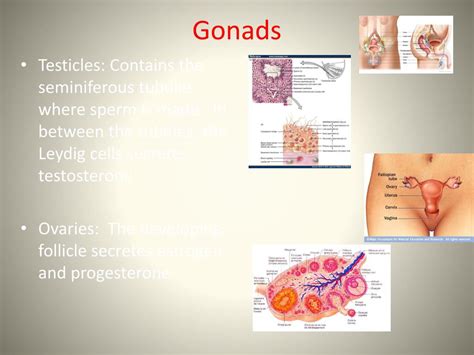 Gonads Definition Function Video Lesson Transcript