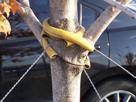 Tree Staking Purdue Extension Forestry And Natural Resources