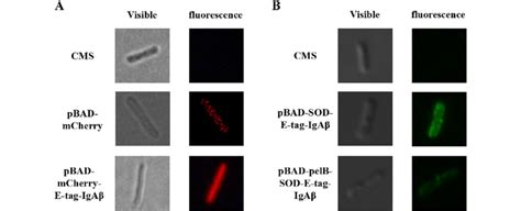 Fluorescence Analysis A Fluorescence Micrographs Of The Cms Strains Download Scientific