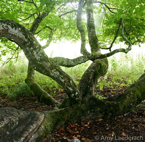 Grounding A Foundational Tool For Lifes Experiences Delightful Healing Arts