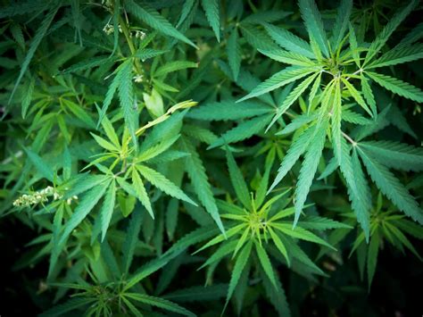 Día mundial de la marihuana: ¿qué es el 420 y por qué se atribuye al ...