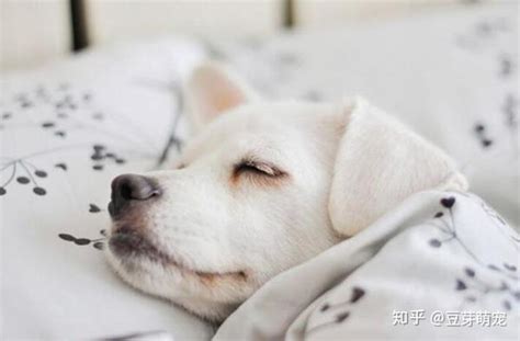 狗子怕冷么答案是否定的原来它们表达冷是这几种现象学到了 知乎