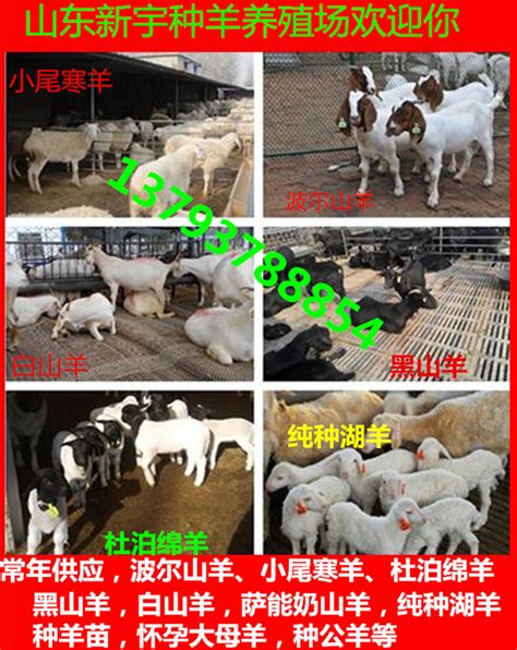 肉牛多少钱现在肉牛行情 山东新宇牛羊驴综合养殖基地 商国互联网