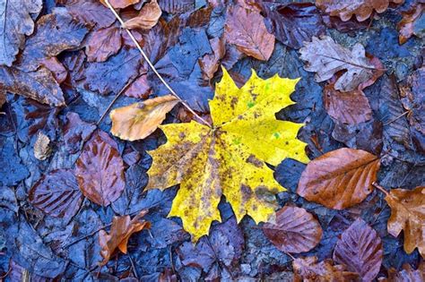 Premium Photo | Blatter im herbst