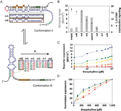 Mutational Analysis Of A Synthetic Riboswitch Supports Model Download Scientific Diagram