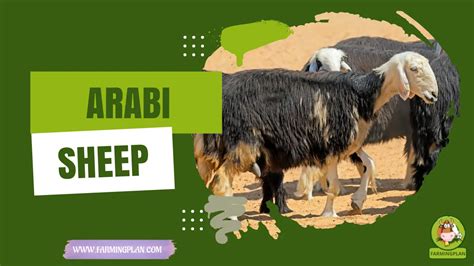 Arabi Sheep How To Start Your Farm Farming Plan