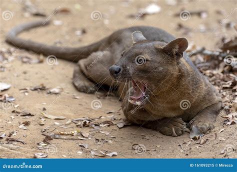 The Detail Of Fossa Cryptoprocta Ferox Unique Endemic Species Stock