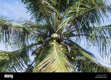 A Coconut Tree And A Blue Sky In Phu Quoc Vietnam Stock Photo Alamy