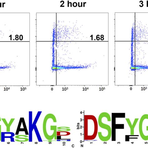 Kinetic Selection After Four Rounds Of Equilibrium Selection A Facs