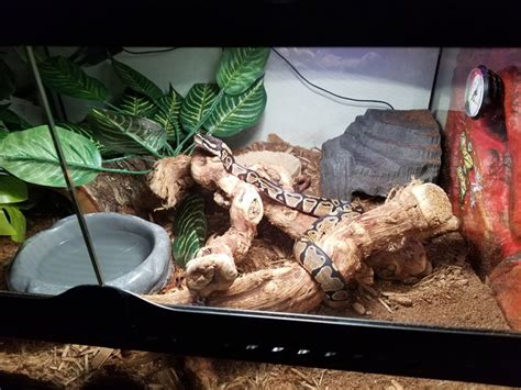 Ball Python Enclosure