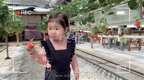 22개월 아기 브이로그 딸기농장에 가서 딸기따고 신나게 놀기 석촌호수 벚꽃구경 사람구경 Youtube