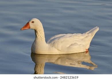 스페인의 연못에서 수영하는 하얀 거위 스톡 사진 2482123619 Shutterstock