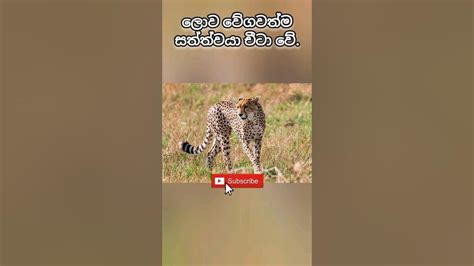 චීටා පිළිබඳ තොරතුරු 😀😀 Youtube