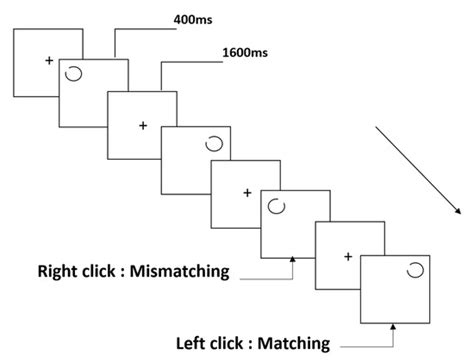 Brain Sciences Special Issue Physical Exercise Driven Brain Plasticity