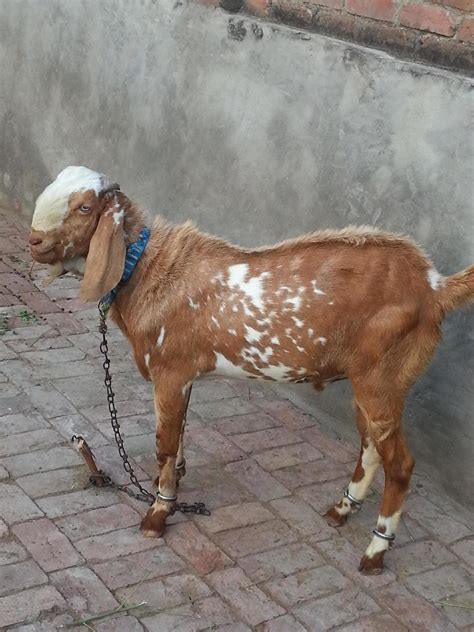 Captura De Cabra Paquistaní El Barbari O Bari Es Una Raza De Cabra