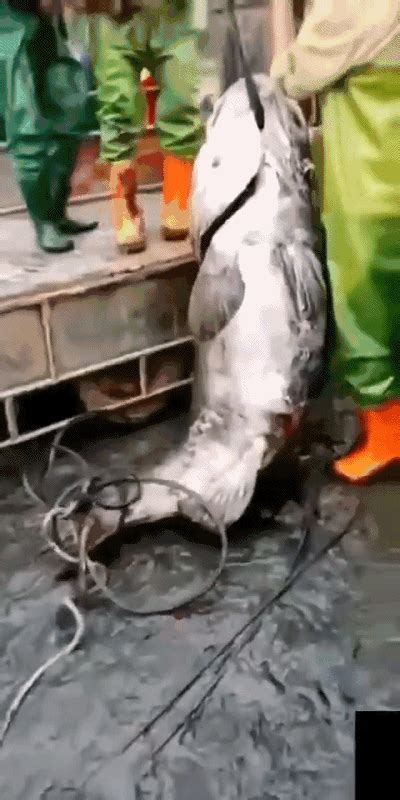 要發財啦？潮汕瘋傳有漁民捕到一條400斤石斑魚 每日頭條