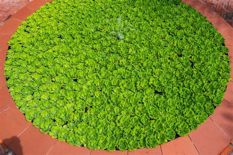Meet Mankai Duckweed A Protein Packed Aquatic Plant