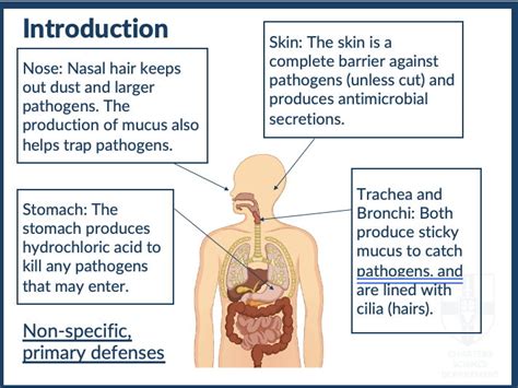 Gcse Biology B5 Transmission Of Pathogens And Non Specific Human