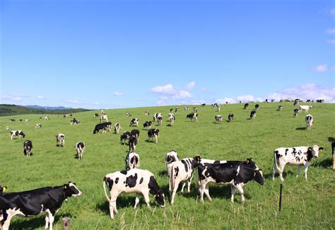 日本にいる牛の種類、皆さんは全部言えますか？酪農・肉牛どちらも紹介します！｜酪農を知る｜酪農転職、田舎暮らし情報のnobels Wave